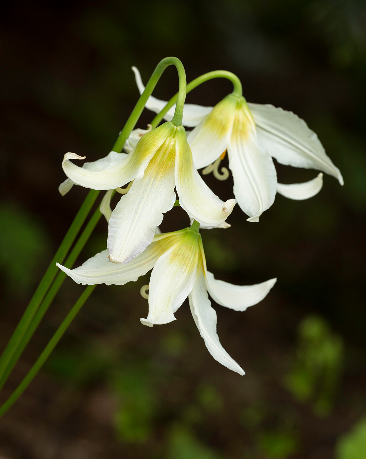 The Beauty of Fawn Lilies (Erythronium spp.) | Real Gardens Grow Natives