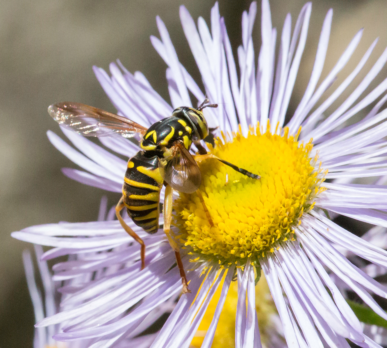 An Underappreciated Insect: The Syrphid Fly | Real Gardens Grow Natives