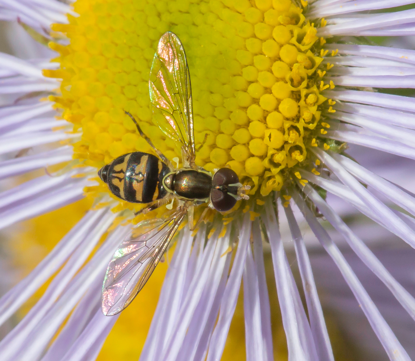 An Underappreciated Insect: The Syrphid Fly | Real Gardens Grow Natives