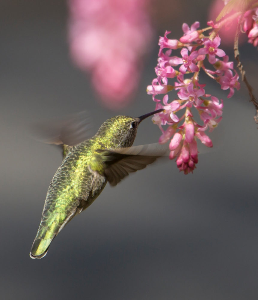 Pacific Northwest Native Plant Profile: Red-flowering Currant (Ribes ...