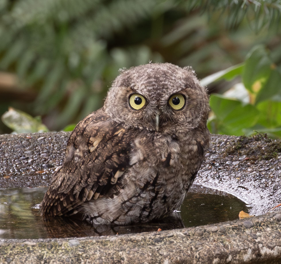 A Glimpse of an Owl | Real Gardens Grow Natives